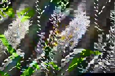 Conserving threatened native trees