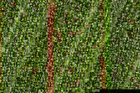 New international tree database